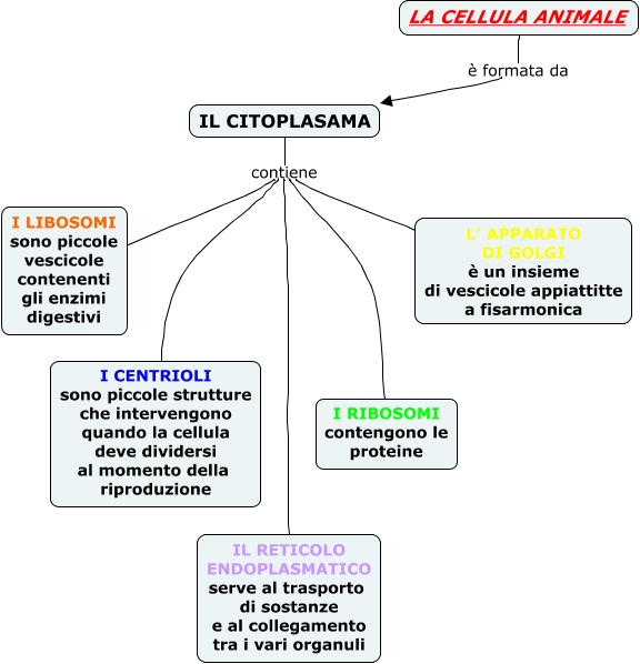 la cellula animale - Mappa Concettuale