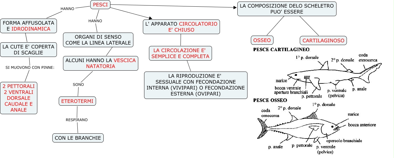 PESCI