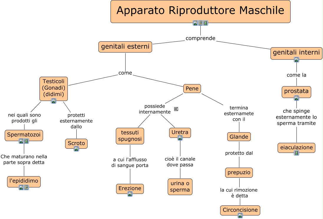 apparati riproduttori maschile