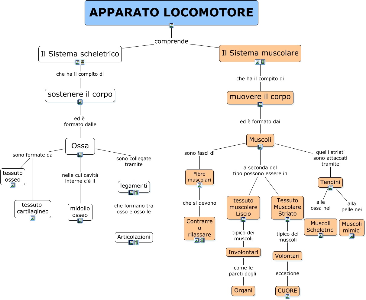 apparato locomotore