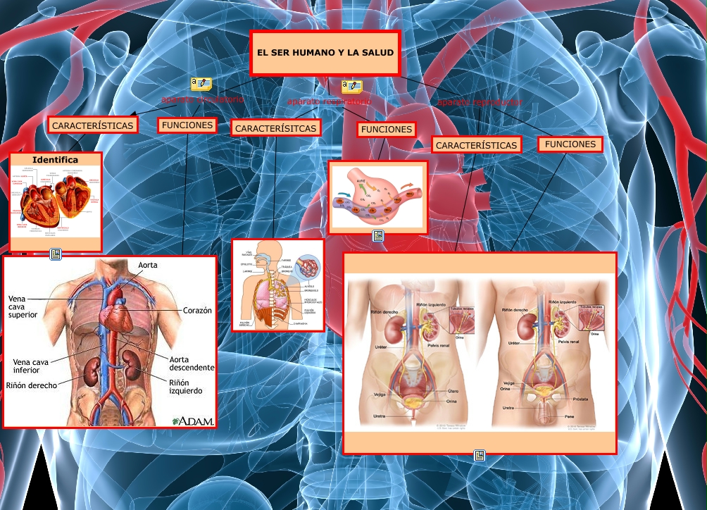 El ser humano y la salud - Cuerpo