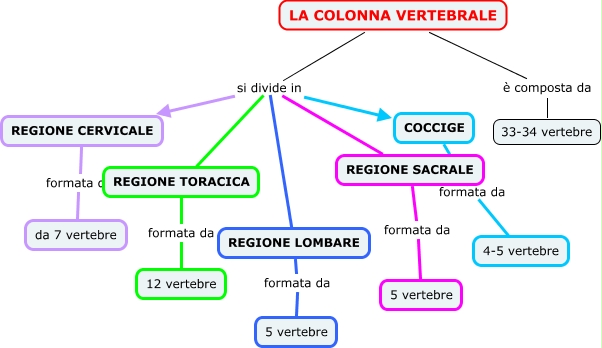 la colonna vertebrale - Mappa Concettuale