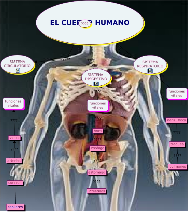 cuerpo humano