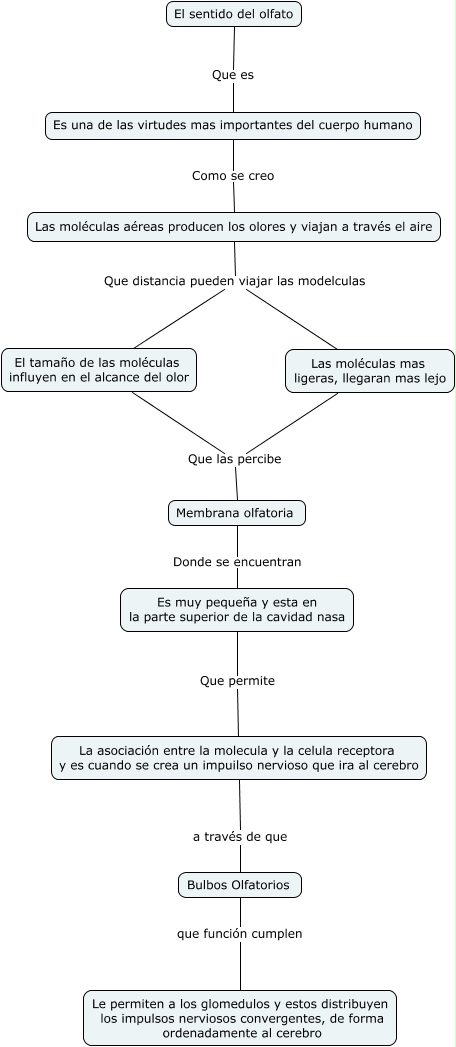 El sentido del olfato - UNIDAD No. 1