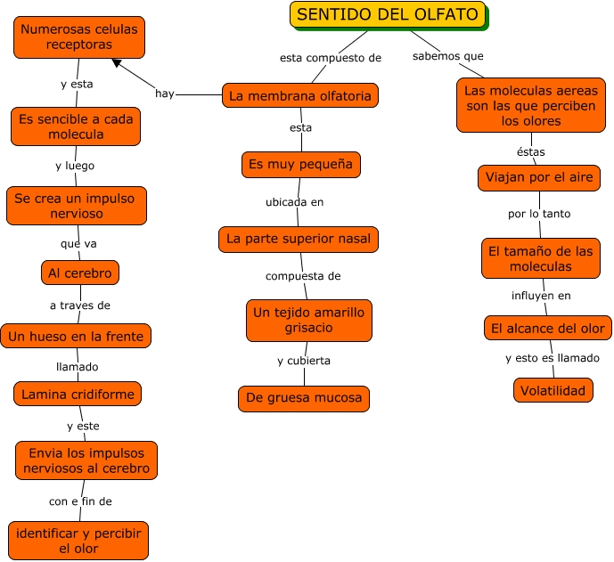 Sentido del olfato - En que consiste
