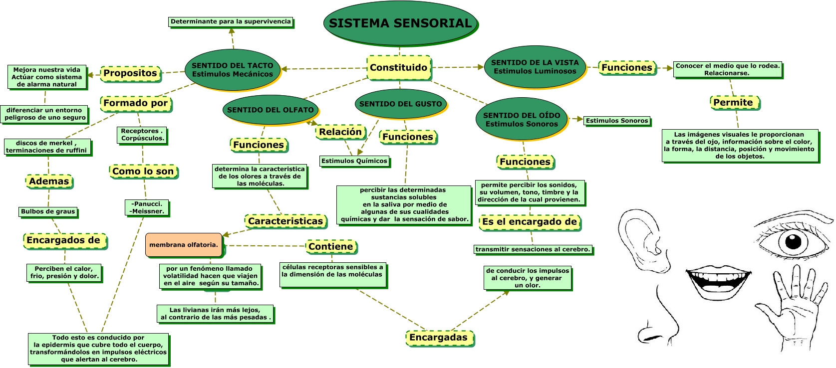 SISTEMA SENSORIAL - ORGANOS SENSORIALES