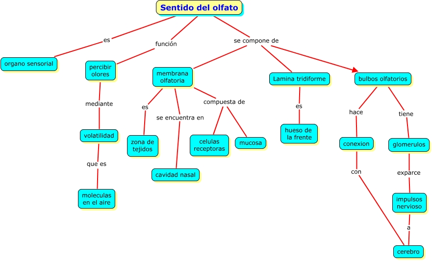 sentido del olfato