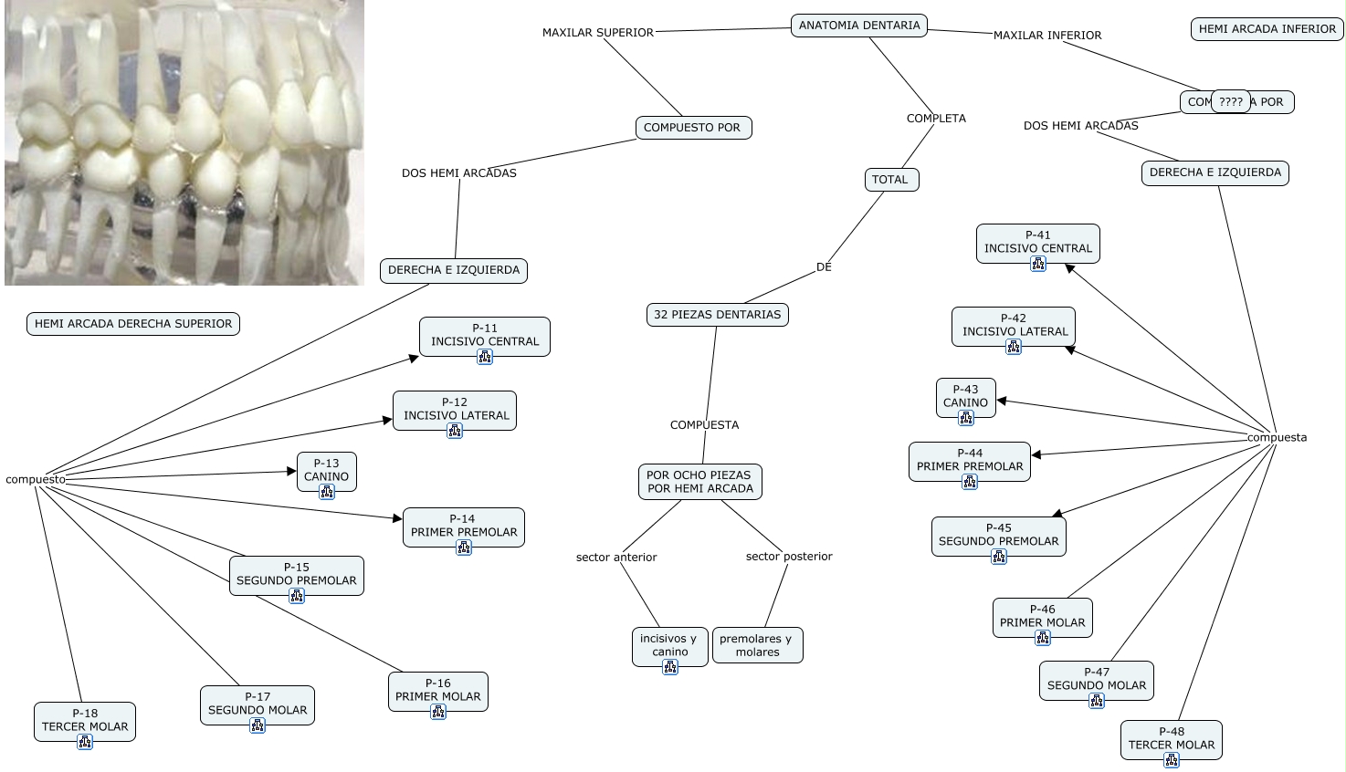 ANATOMIA DENTARIA SAEZ CLAUDIA