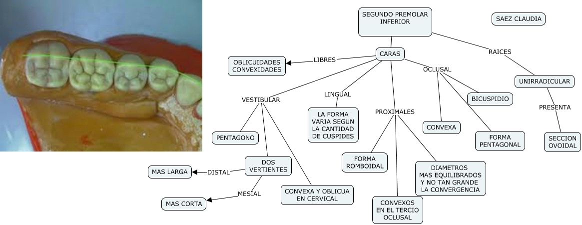 SEGUNDO PREMOLAR INFERIOR