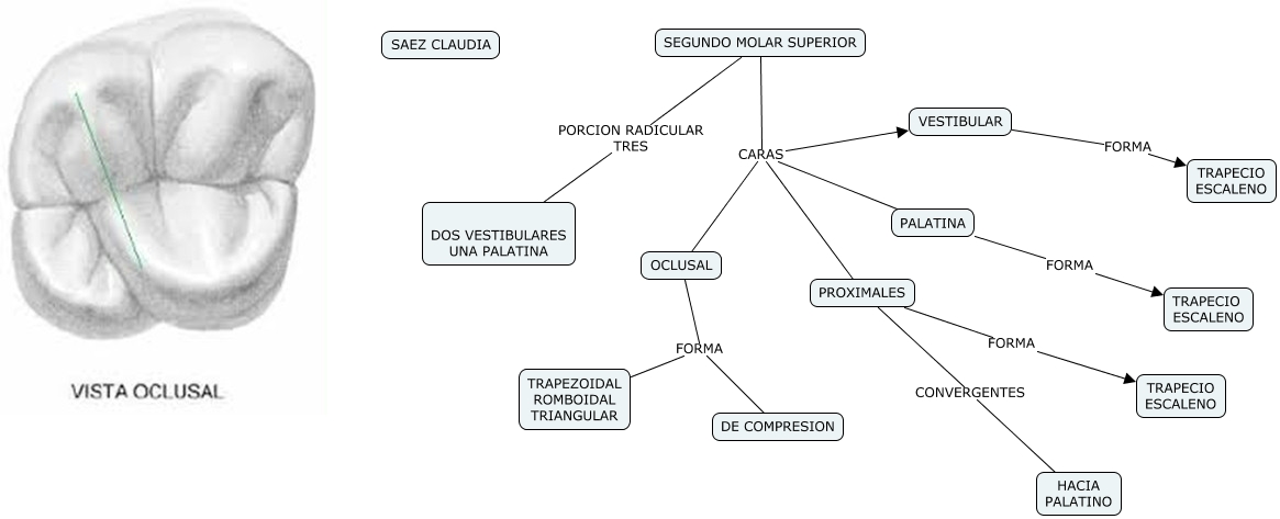 SEGUNDO MOLAR SUPERIOR