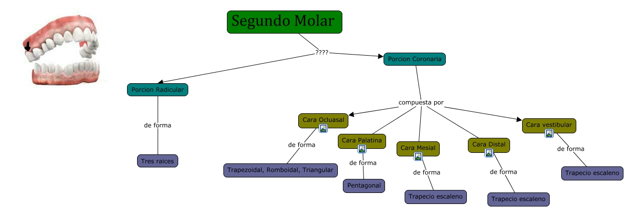 segundo molar superior