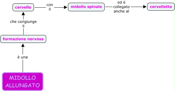MIDOLLO ALLUNGATO