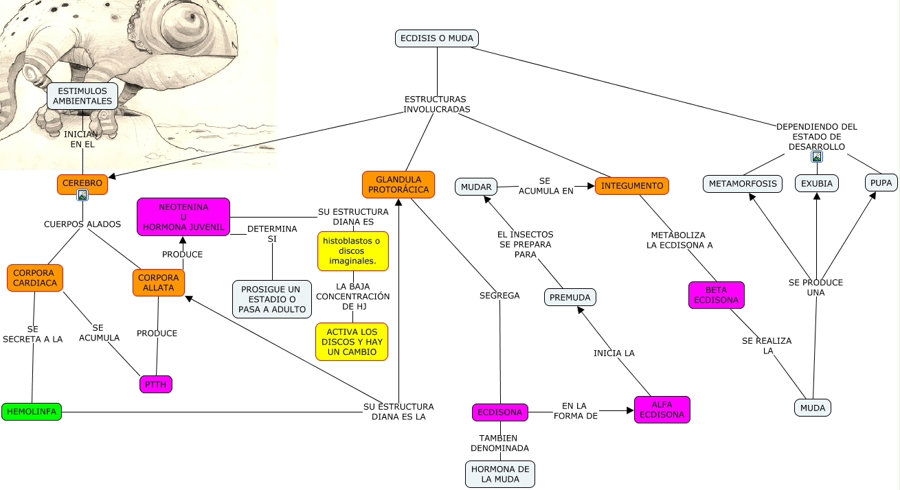 ECDISIS O MUDA - CONTROL HORMONAL DE LA MUDA