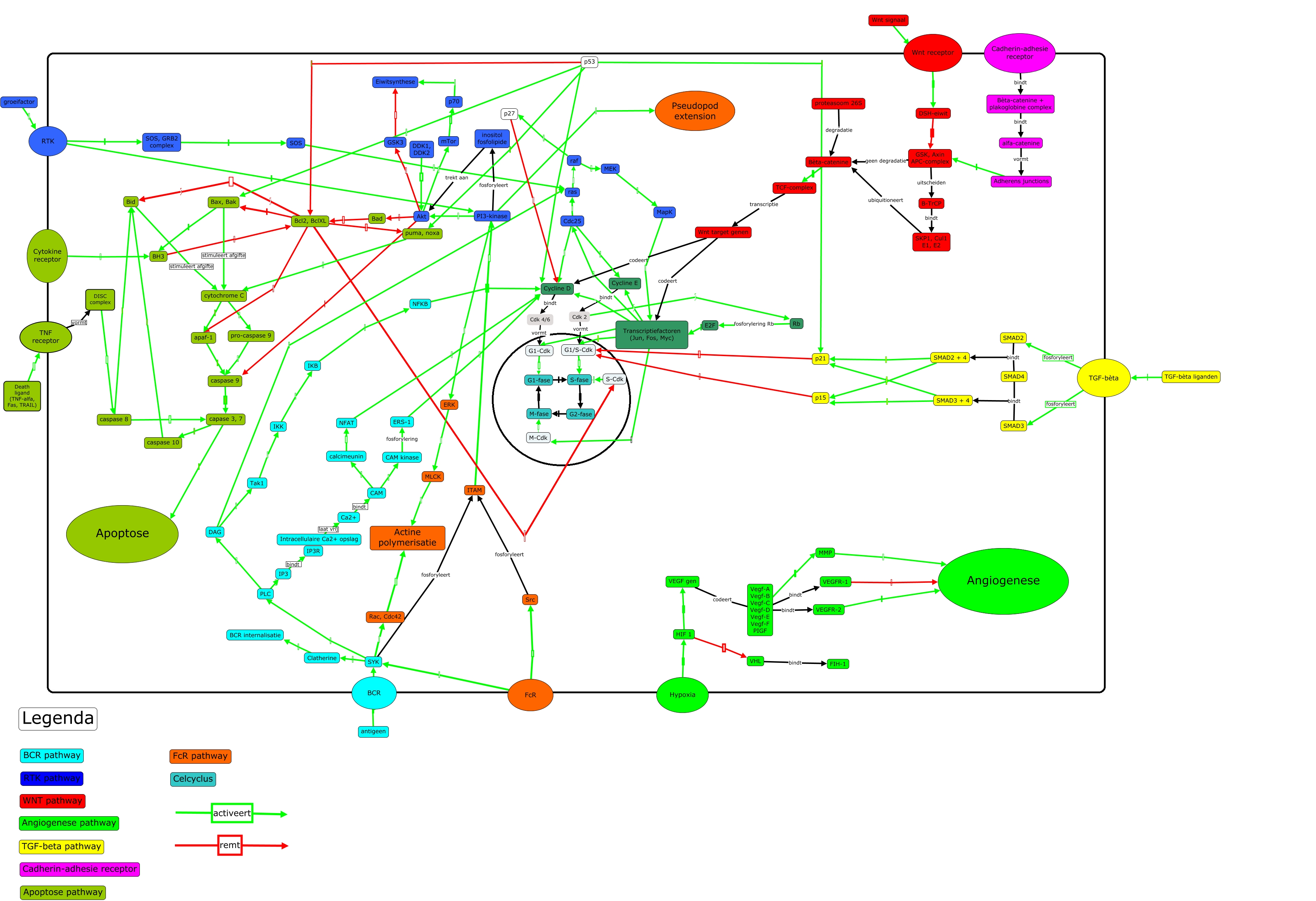 met bcr en FcR (definitief)