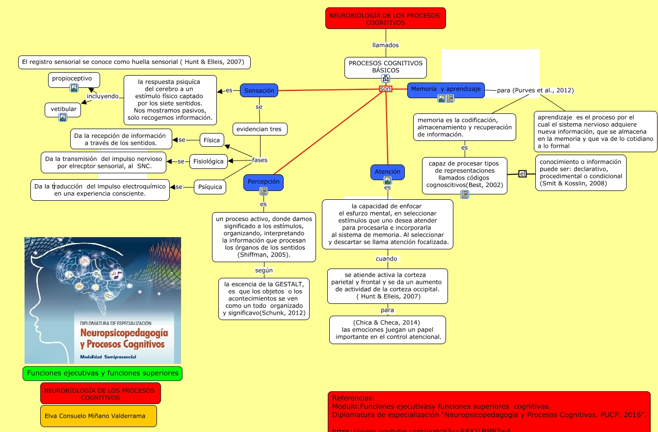 procesos cognitivos básicos