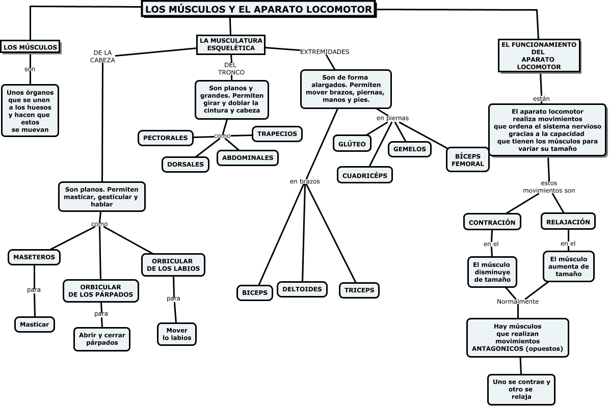 LOS MUSCULOS Y EL APARATO LOCOMOTOR