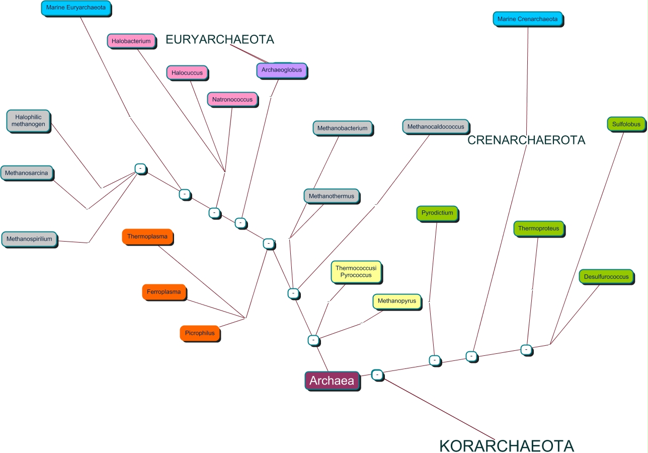 Bacterias y Archaeas