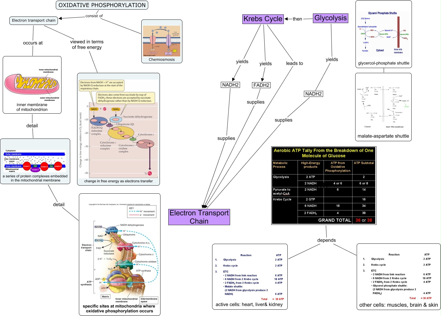 ATP_production