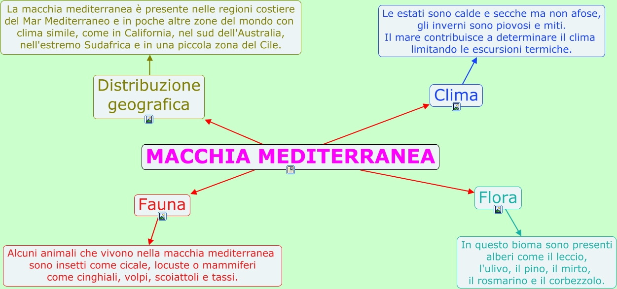 macchia mediterranea