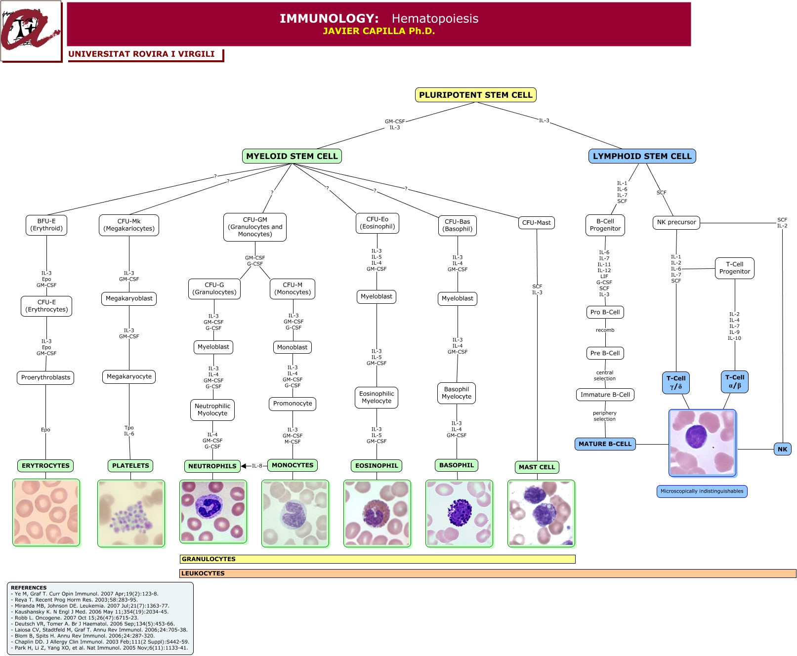 Hematopoiesis