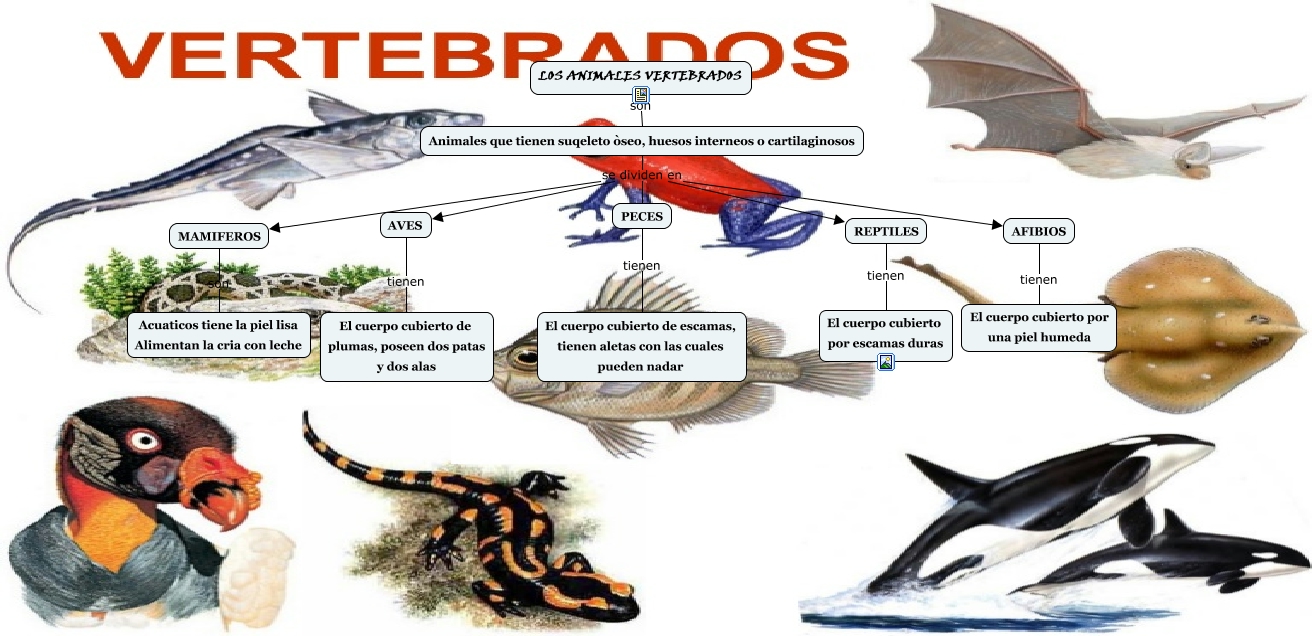 los animales vertebrados
