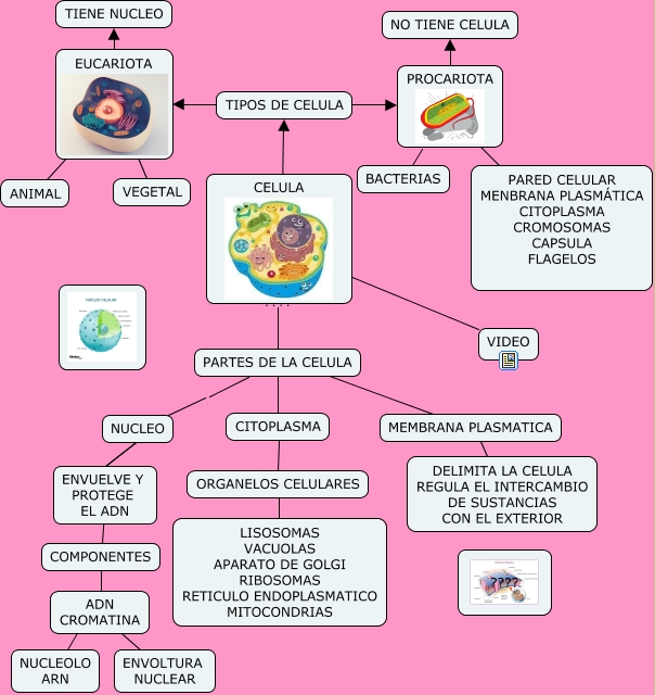 CELULA 1