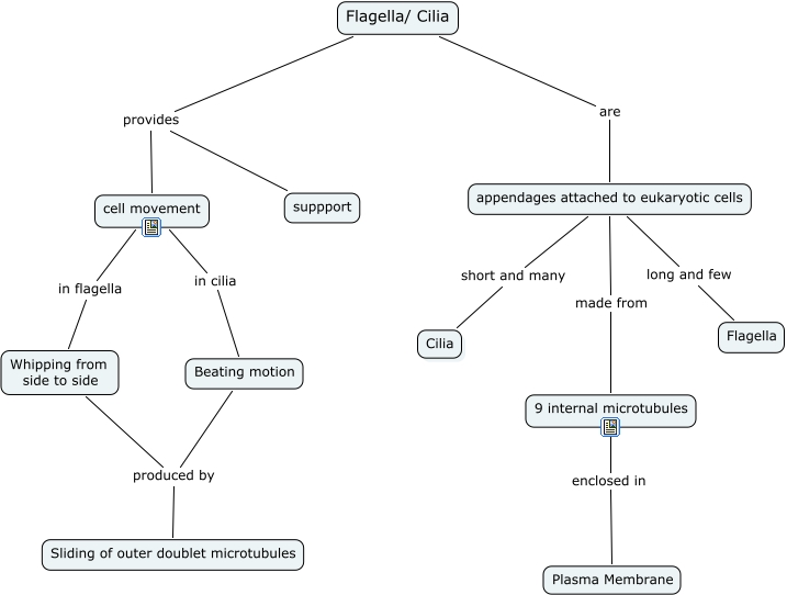 Flagella and Cilia