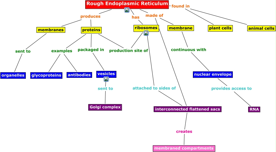 Rough Endoplasmic Reticulum RED