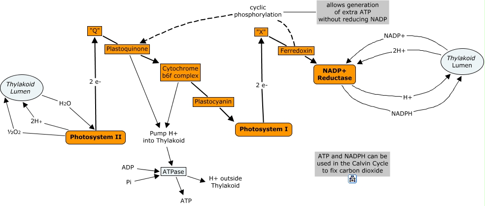 Cyclic And Noncyclic Photophosphorylation Concept Map