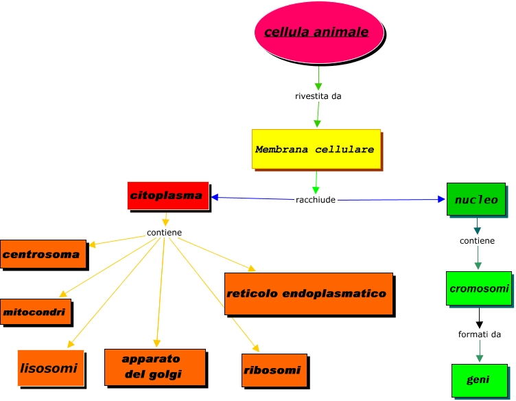 mappa cellula -Marco-William
